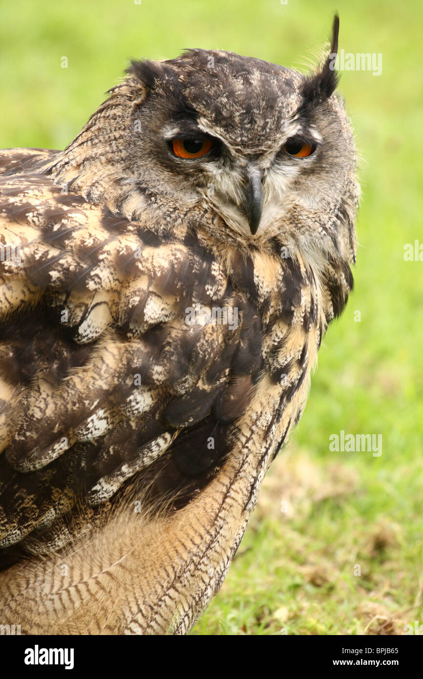 Eagle Owl at Welsh Hawking Centre Stock Photo - Alamy