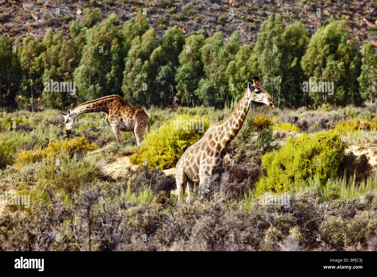 Animals with cape town mountains hi-res stock photography and images ...