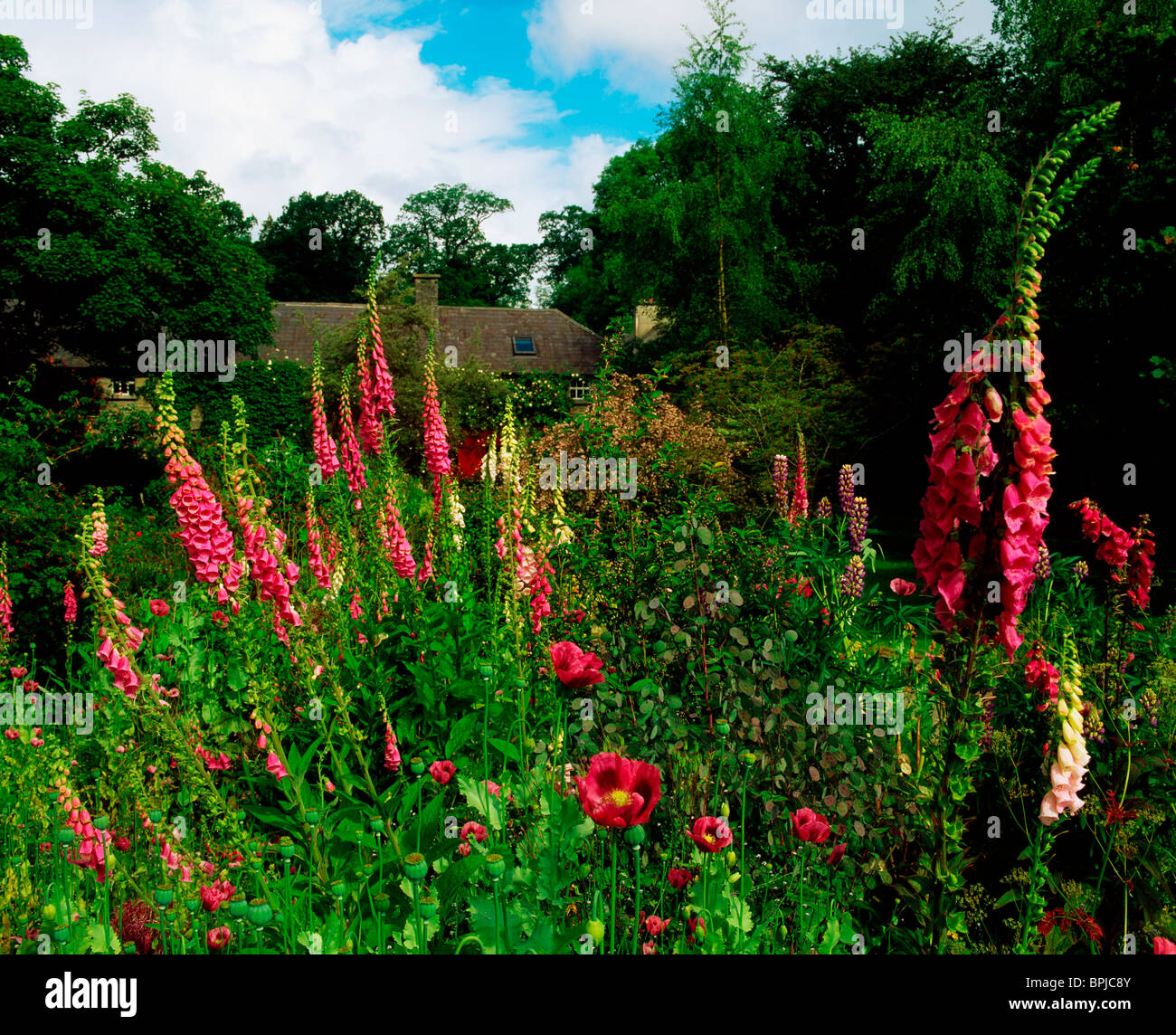 Longford, Co Longford, Ireland, Carriglass Manor, Informal Planting ...