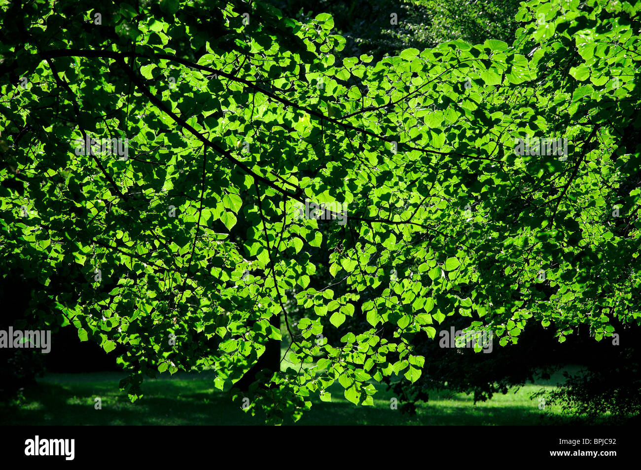Sunlit Leaves High Resolution Stock Photography and Images - Alamy