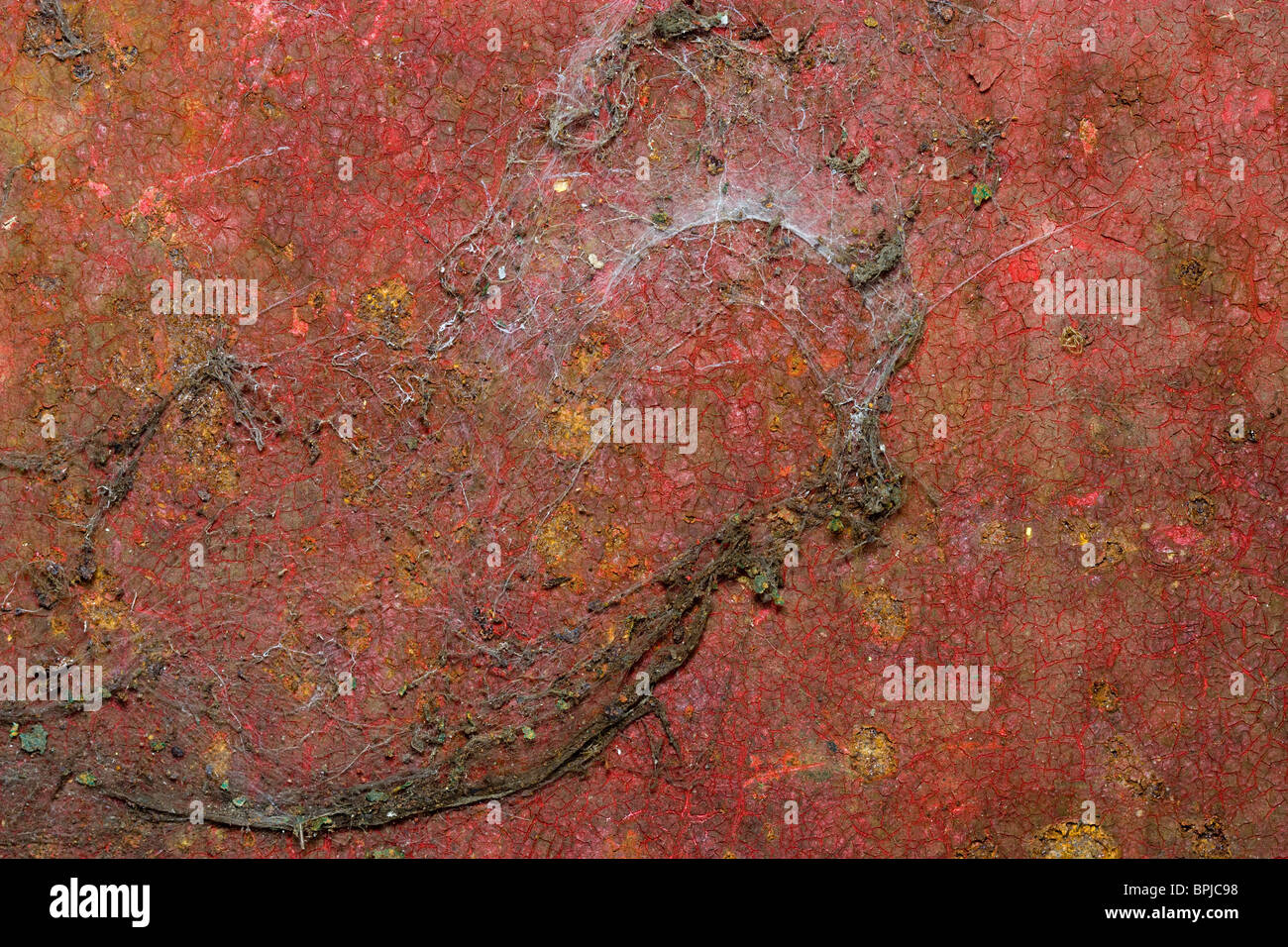Texture image taken from a rusty old oil can salvaged from a garage ...