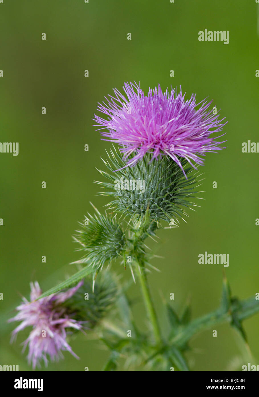 Wildflower, purple flowers of the Spear Thistle (Cirsium vulgare Stock ...