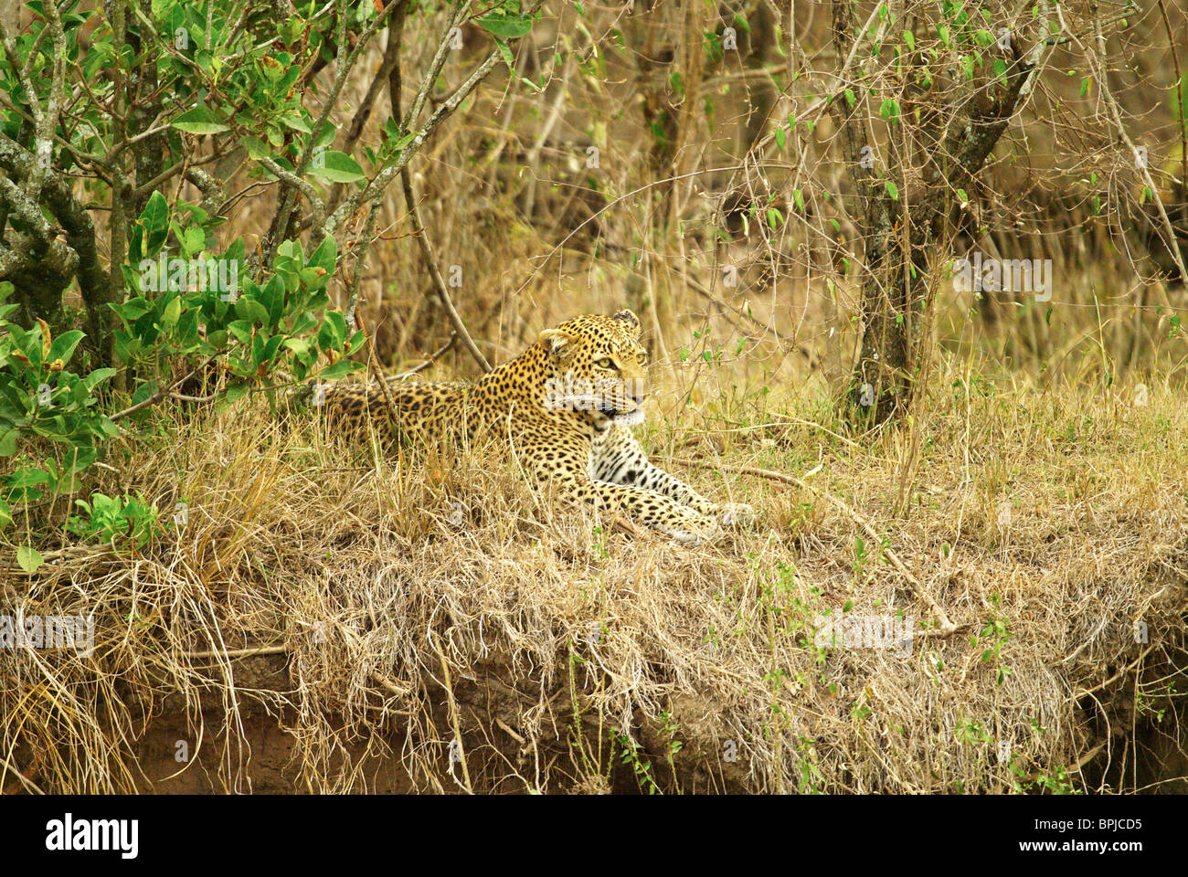 Under a bush hi-res stock photography and images - Alamy