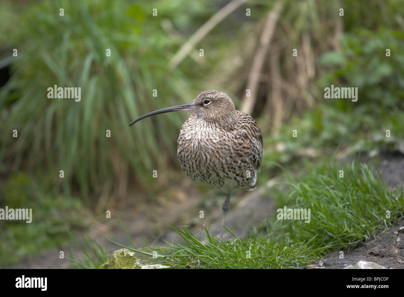 Curlew wading hi-res stock photography and images - Alamy