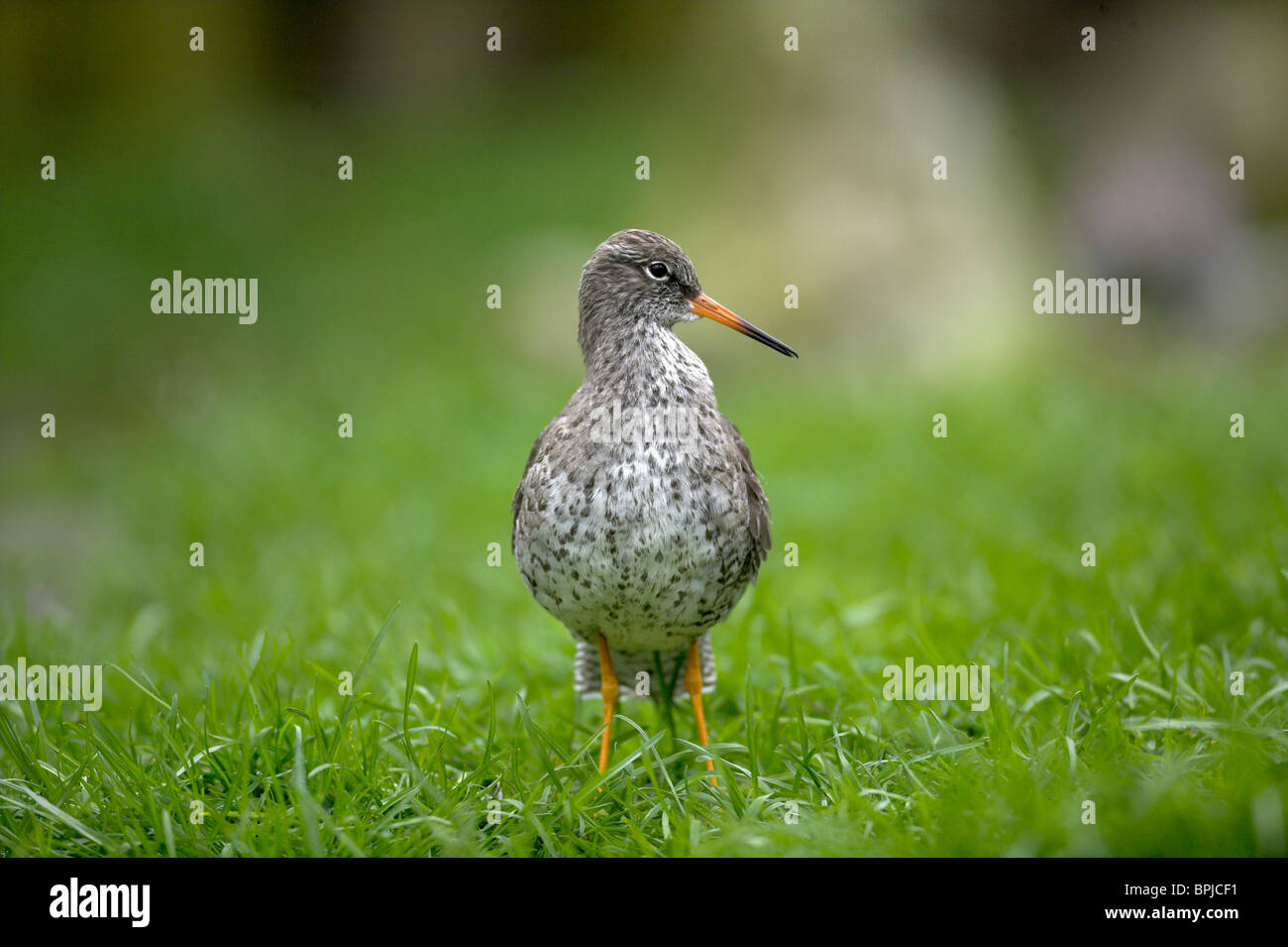 Redshank on grassland Stock Photo - Alamy
