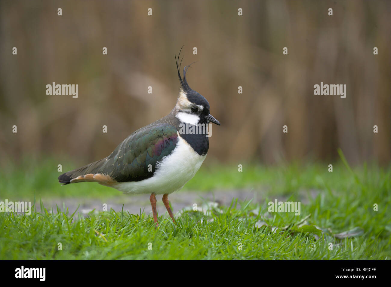 Lapwing wading birds hi-res stock photography and images - Alamy
