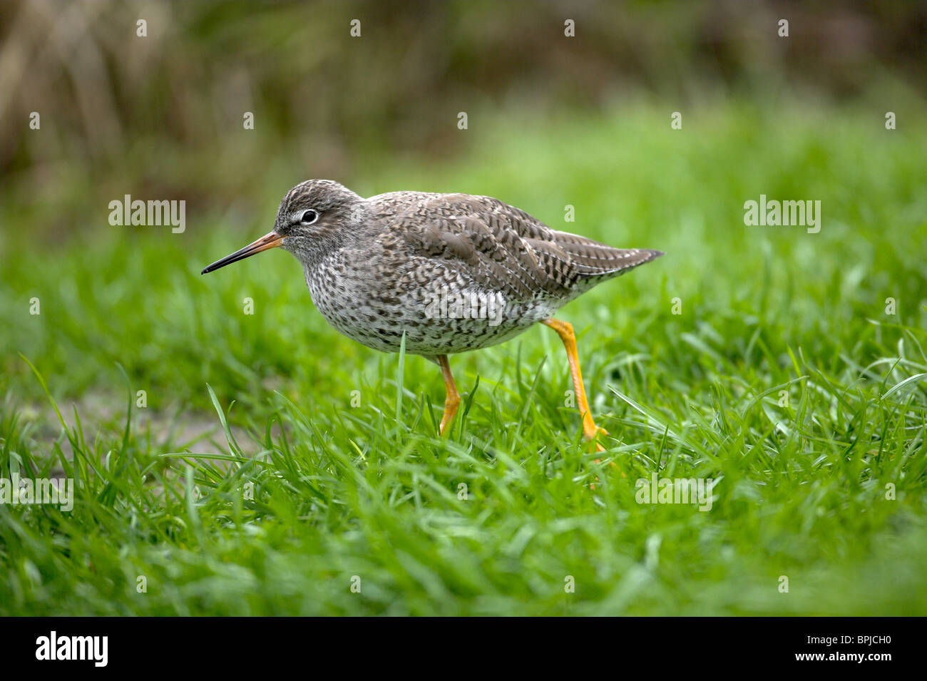 Redshank on grassland Stock Photo - Alamy
