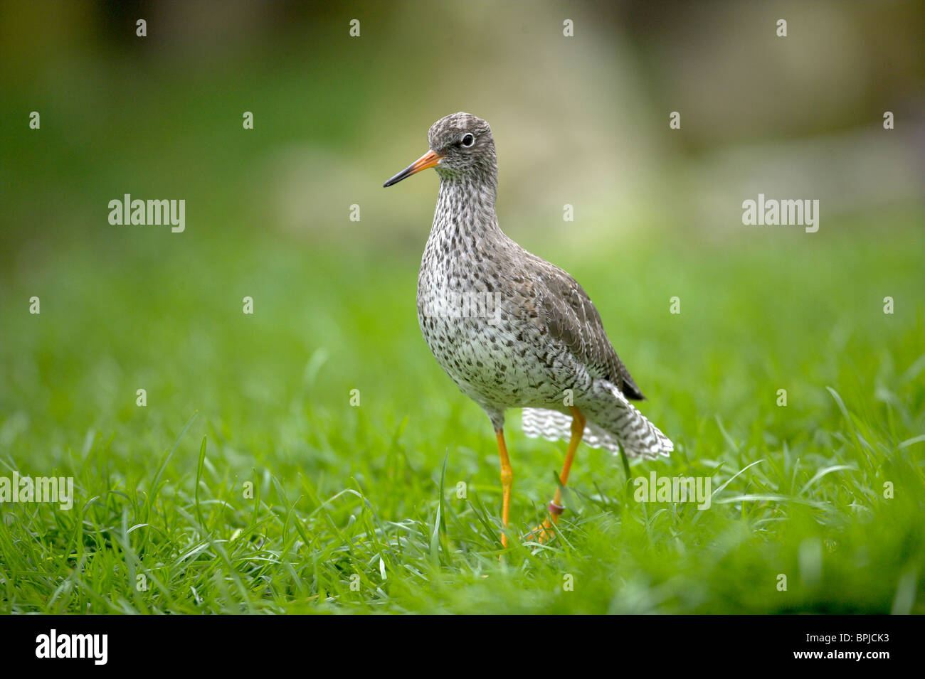 Redshank on grassland Stock Photo - Alamy
