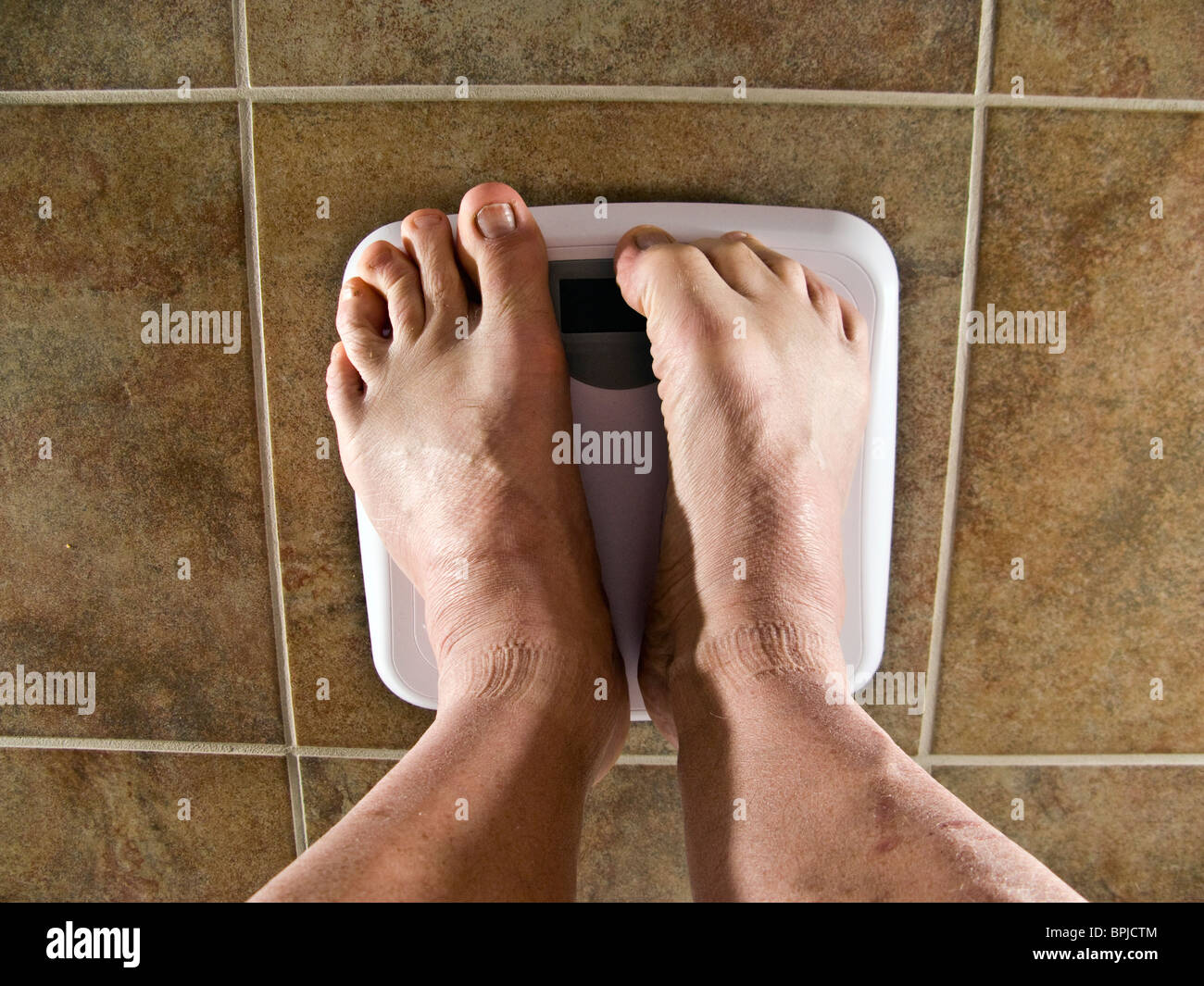Fat cow obese hi-res stock photography and images - Alamy