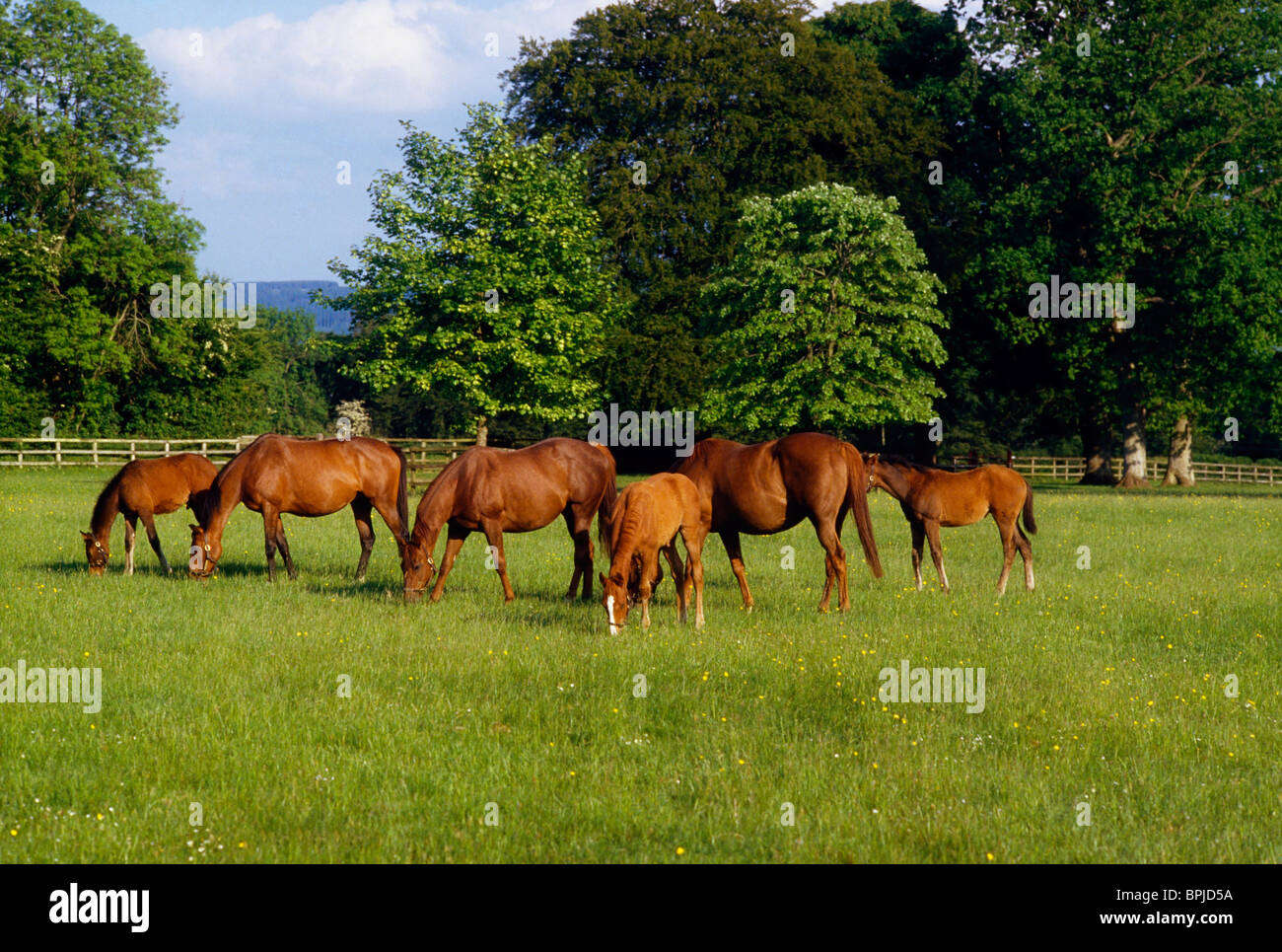 Ireland, Thoroughbred Mares And Foals Stock Photo - Alamy