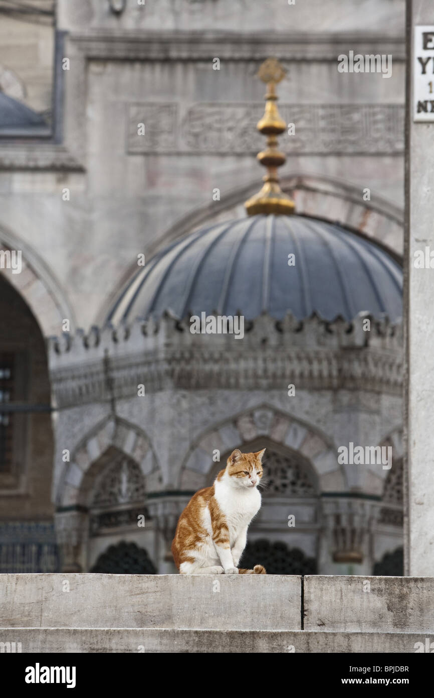 Mosque Cat Istanbul Visiting The Blue Mosque In Istanbul, Turkey