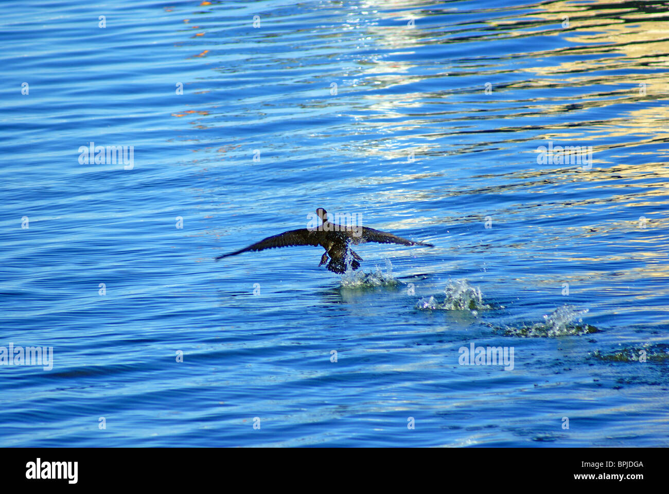 Little loon hi-res stock photography and images - Alamy