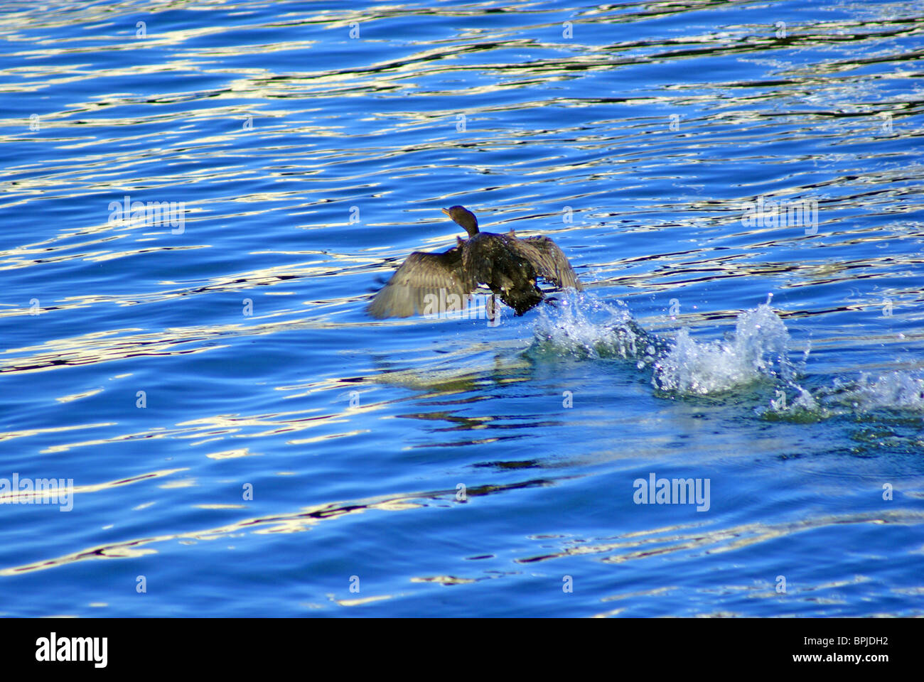 Little loon hi-res stock photography and images - Alamy