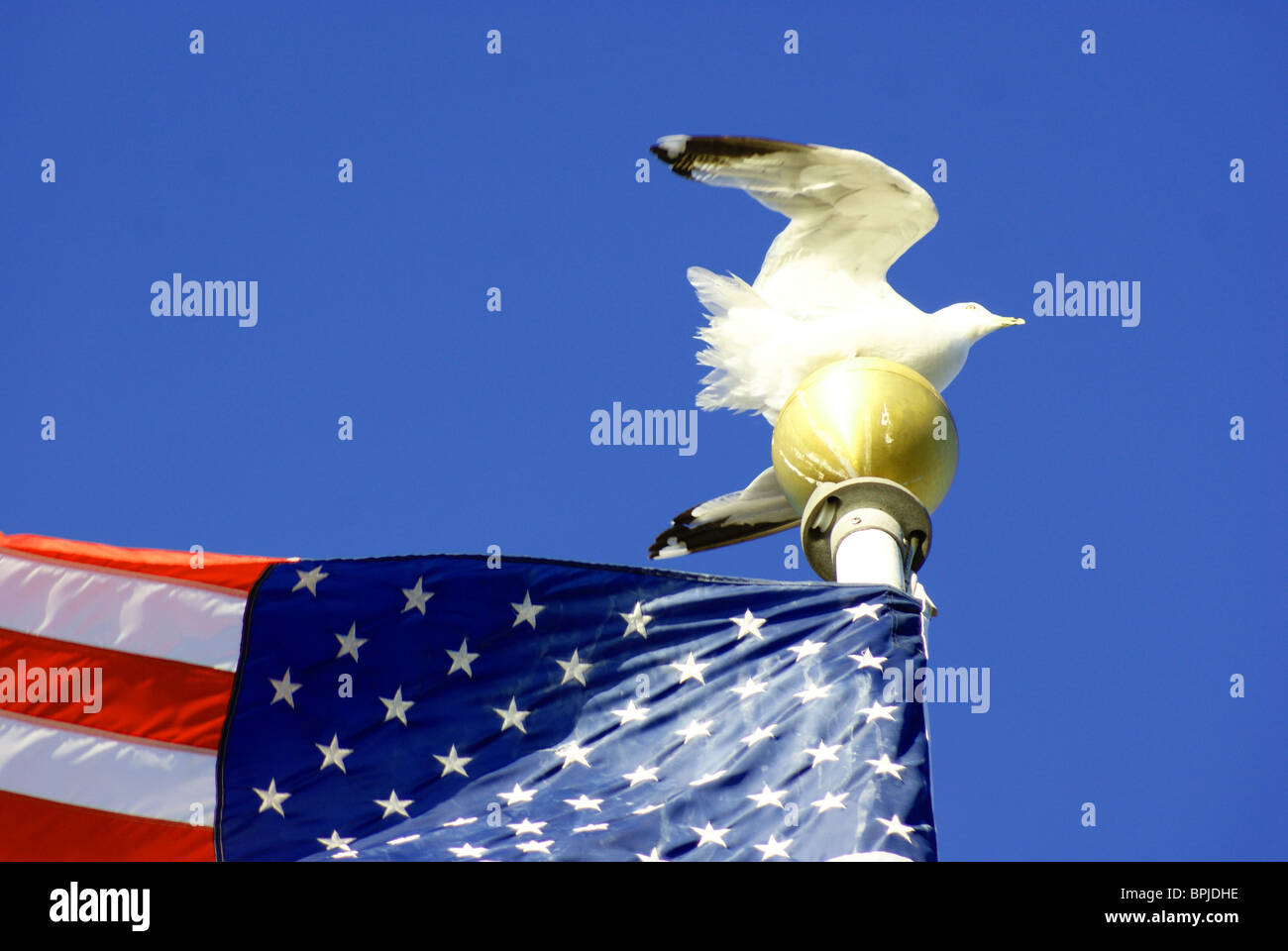 German flag bird hi-res stock photography and images - Alamy