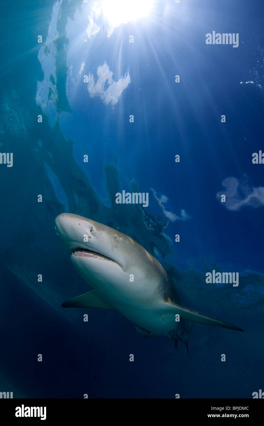 Shark in Bahamas waters Stock Photo - Alamy
