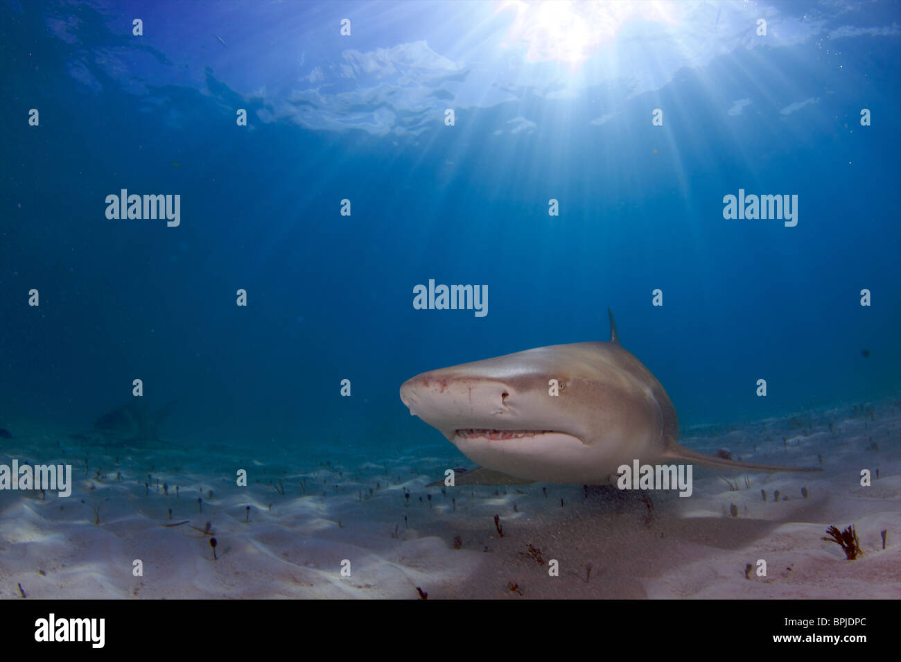 Shark waters hi-res stock photography and images - Alamy