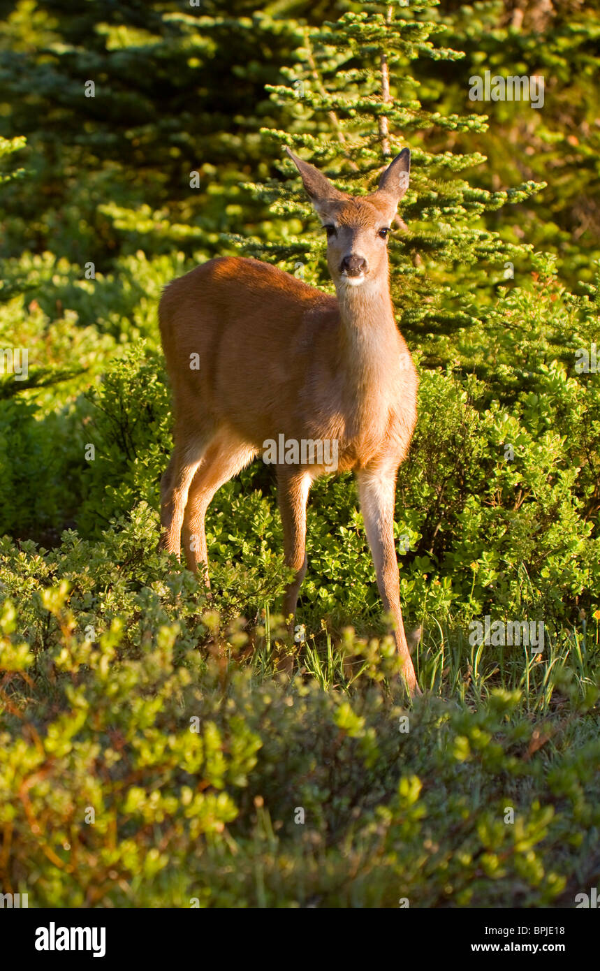 Black-tailed Deer or Mule Deer (Olocoileus hemionus) in Mt. Rainier ...