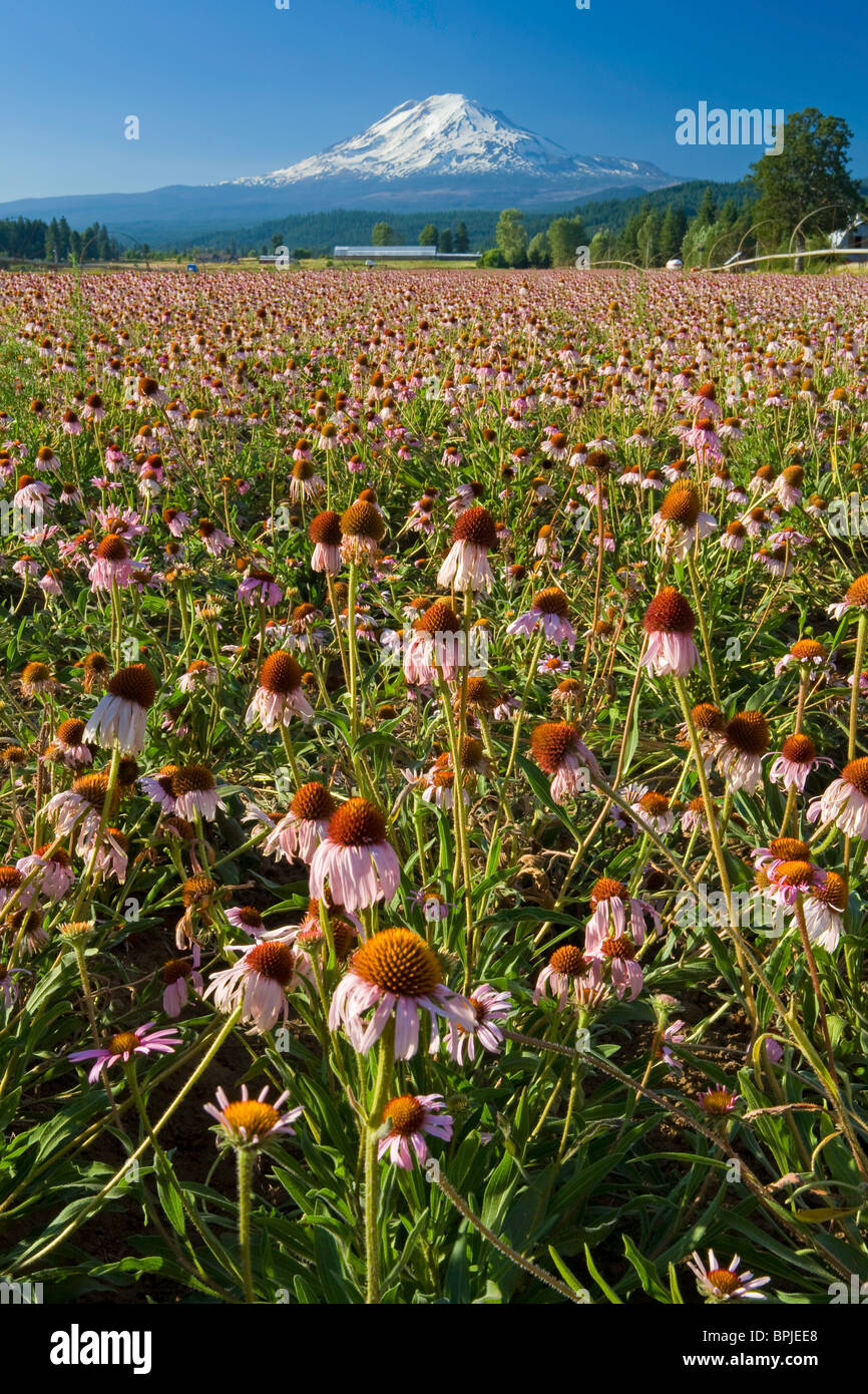 Cone flowers hi-res stock photography and images - Alamy