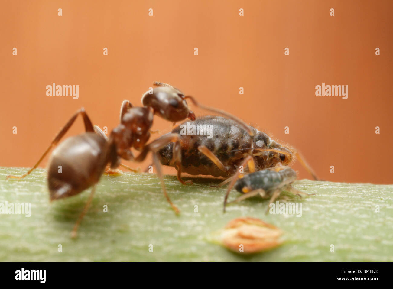 Pterocomma salicis (Black Willow Aphid), tended to by Black Garden Ants ...