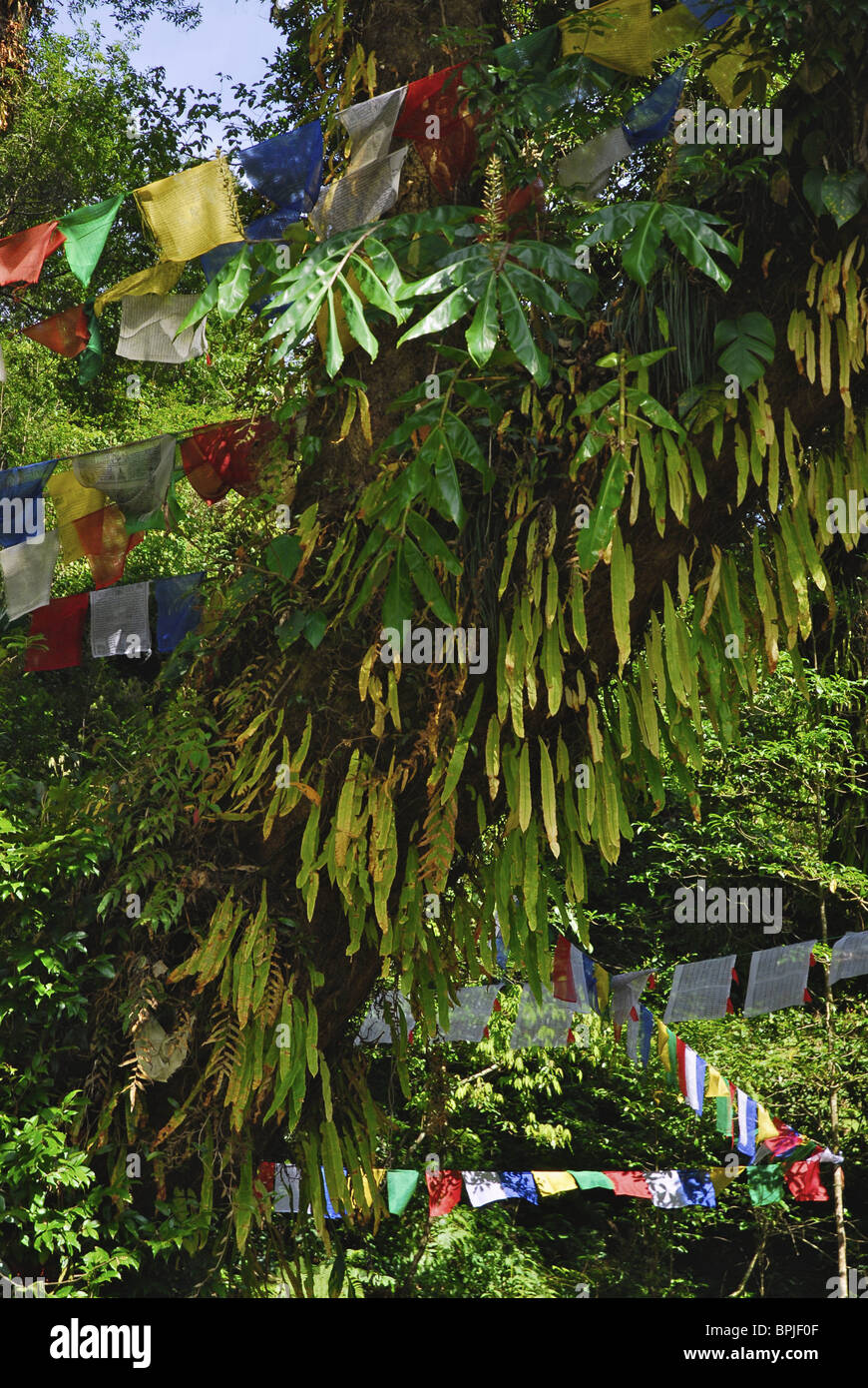 Prayer flags in a tree with ferns at holy lake, Sikkim, Himalaya ...