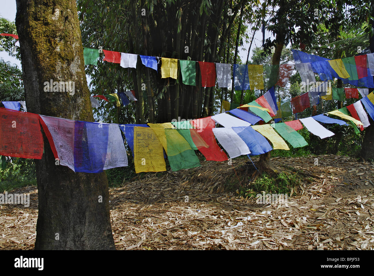 Prayer flags between trees at Enchey monastery, Sikkim, Himalaya ...