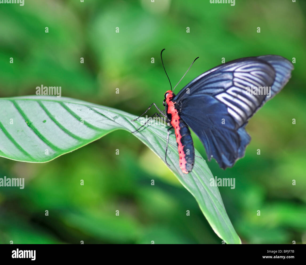 Parides Varuna Varuna Butterfly resting on a leaf Stock Photo - Alamy
