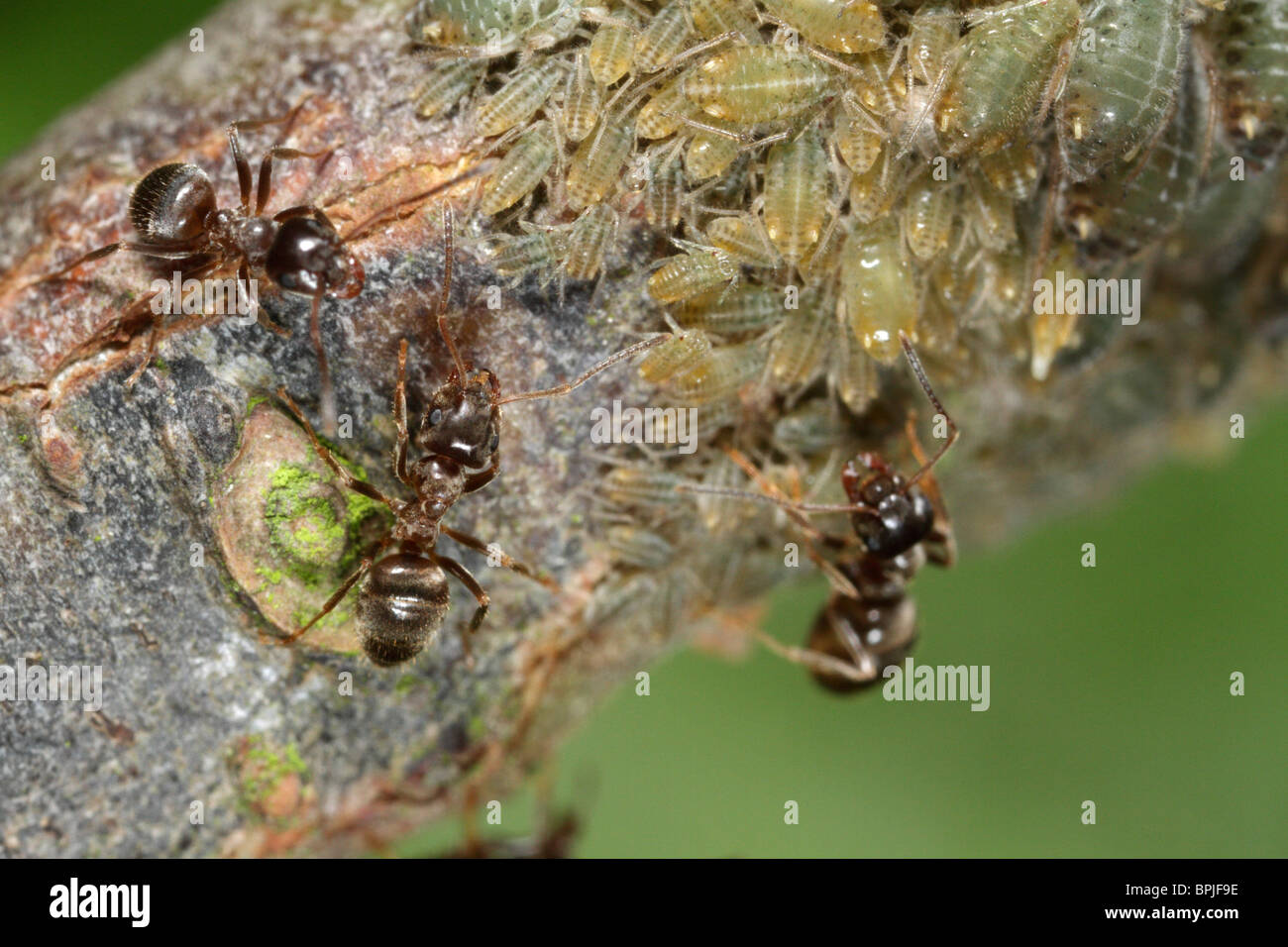 Black Willow Aphid Stock Photos & Black Willow Aphid Stock Images - Alamy