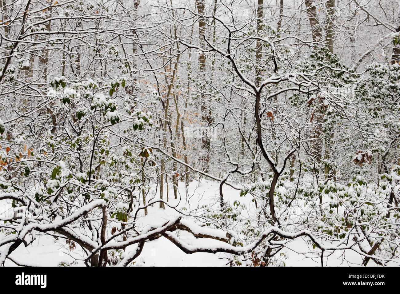 Fresh snowfall on trees and branches in a forest, Rock Creek Park, USA ...