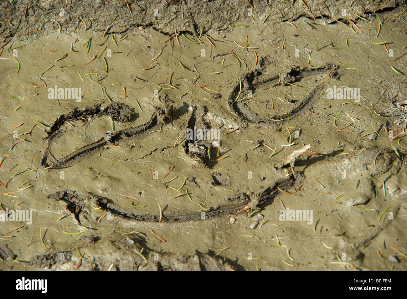 Faces imprint in mud Stock Photo - Alamy