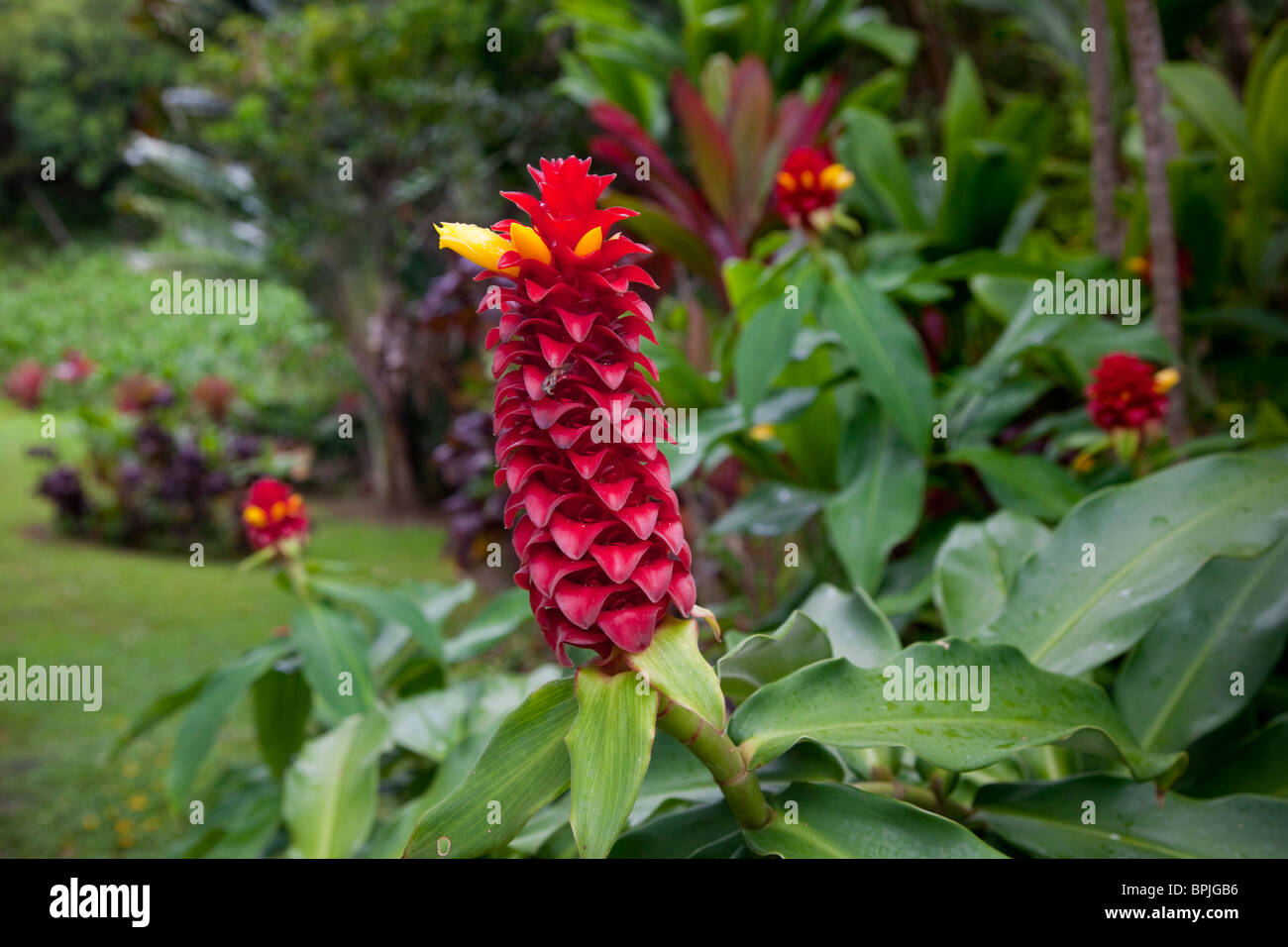 Ginger Plantation High Resolution Stock Photography and Images - Alamy