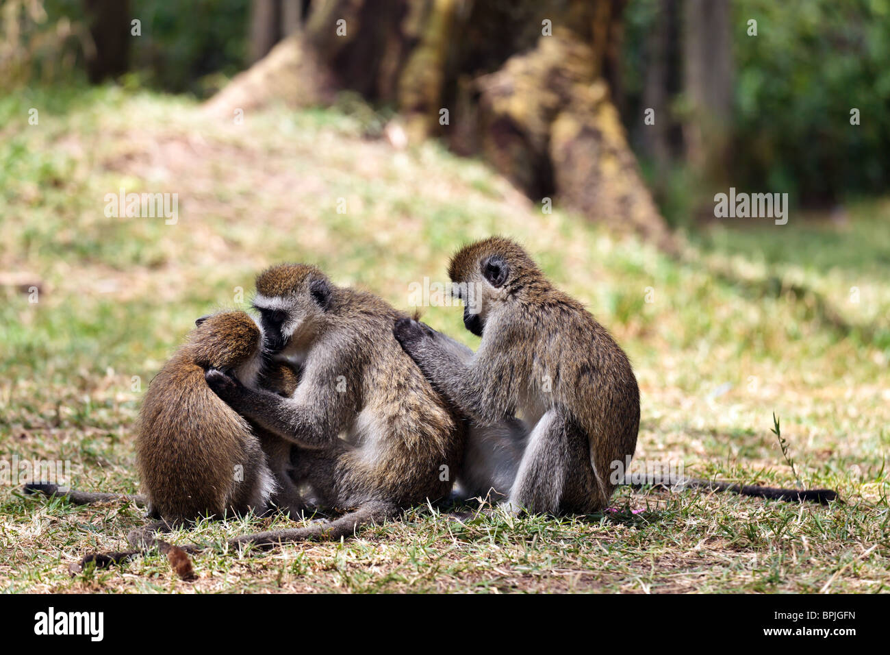 Monkey clean themselves Stock Photo - Alamy