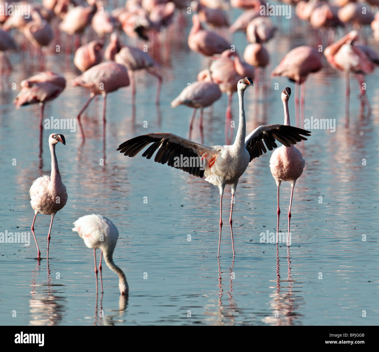 Pink flamingo spread its wings Stock Photo - Alamy