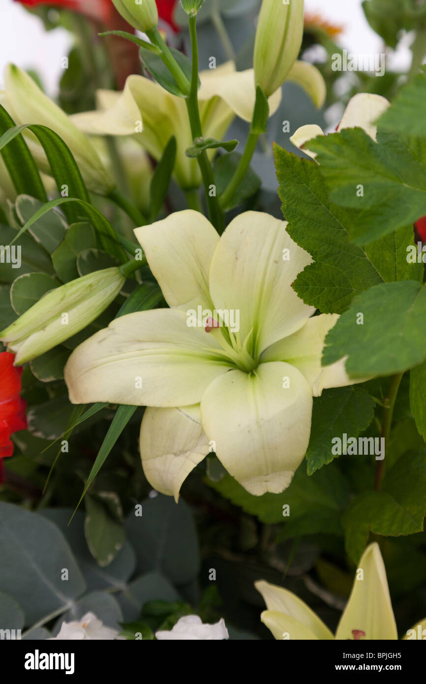 flower display at a country show Stock Photo - Alamy