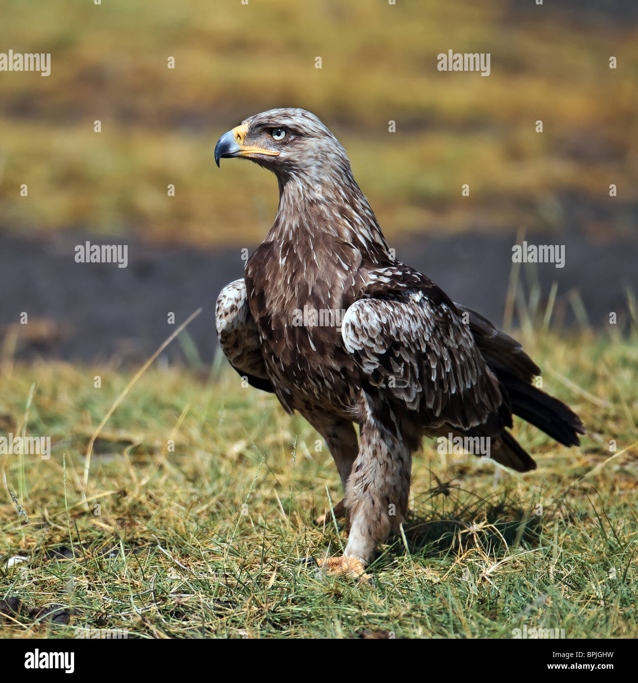 Hawk-eagle sitting on the land, Lake Nakuru, Kenya Stock Photo - Alamy