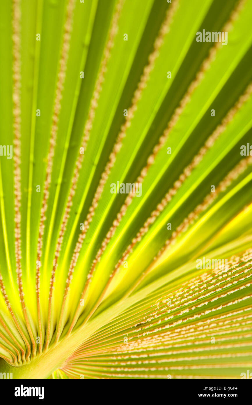 Palm leaf detail Stock Photo - Alamy