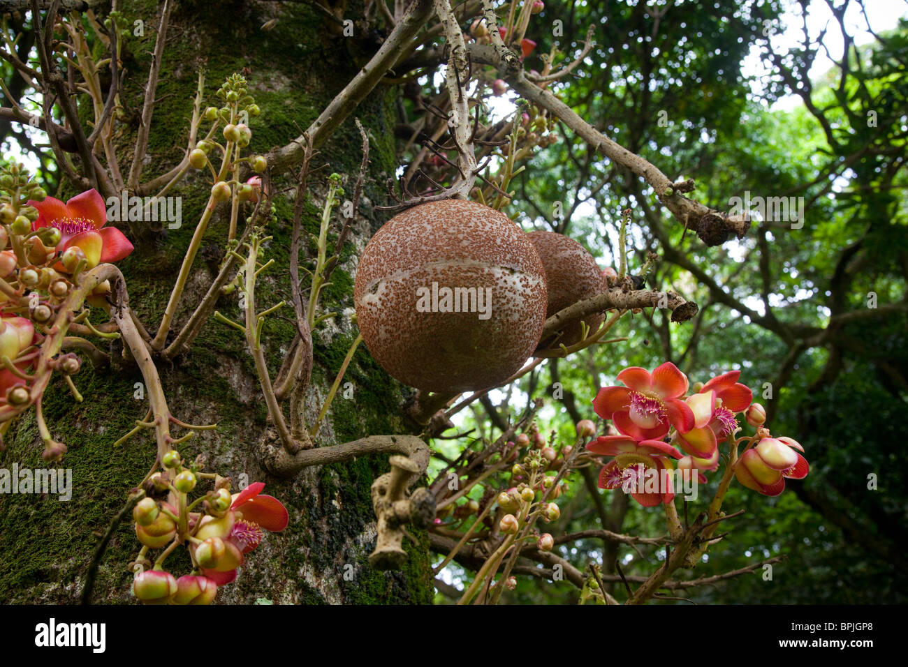 Cannonball tree hi-res stock photography and images - Alamy