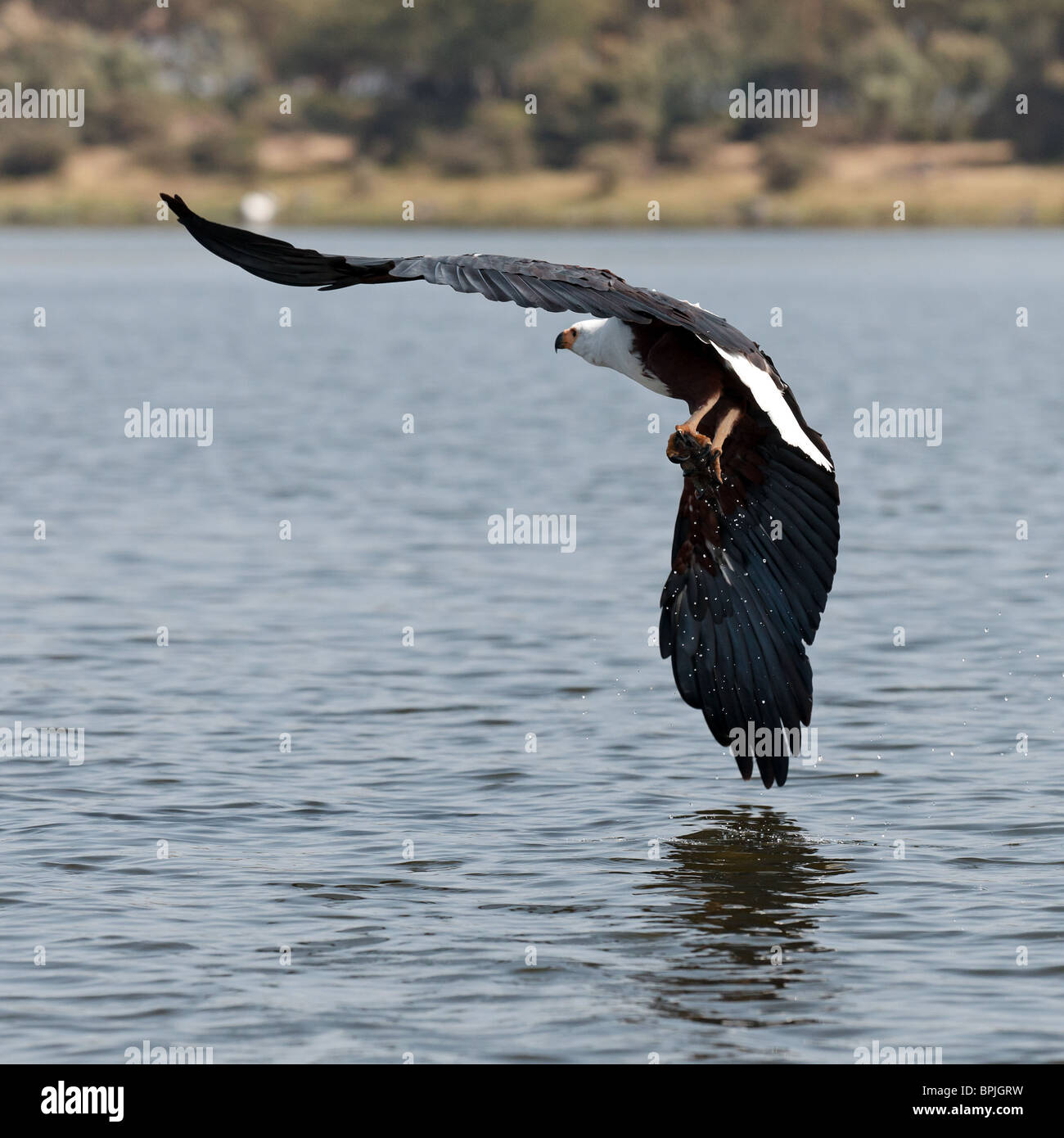 Kenya naivasha lake naivasha hi-res stock photography and images - Alamy