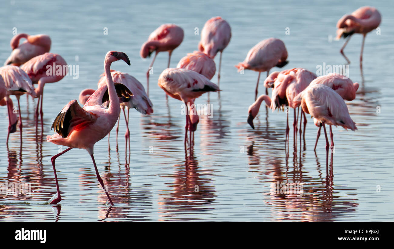 Pink flamingo spread its wings Stock Photo - Alamy