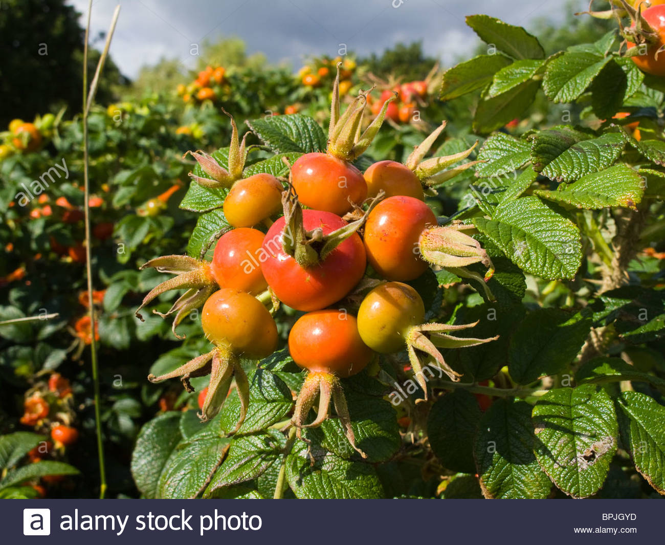 Hampshire Rose Stock Photos & Hampshire Rose Stock Images - Alamy