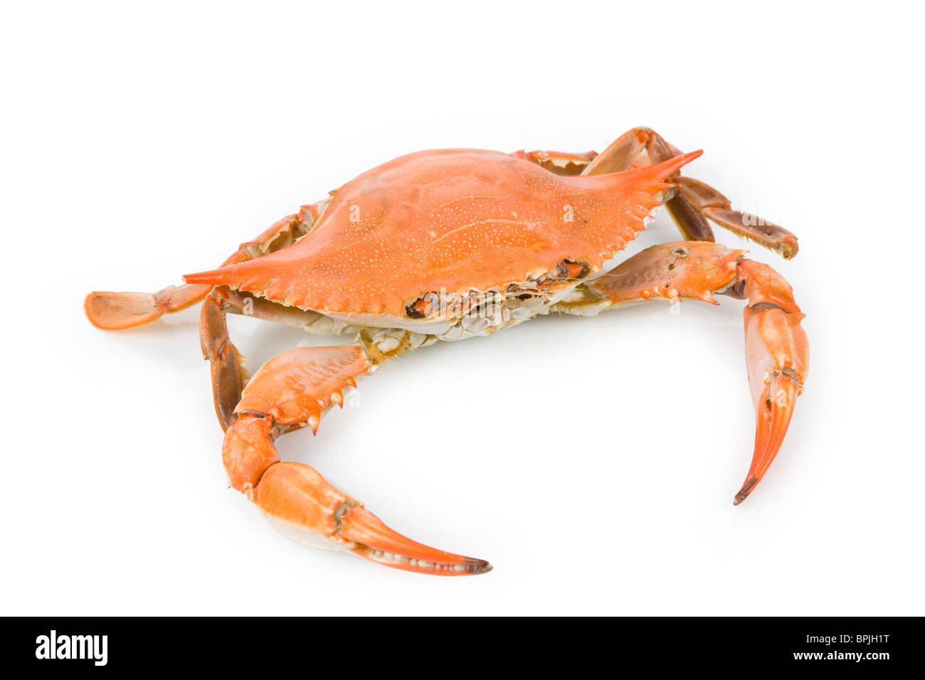 Blue crab hi-res stock photography and images - Alamy