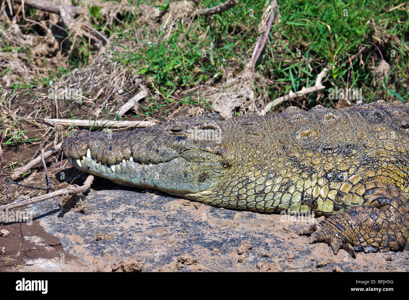 Wildlife, Masai Mara, Kenya, Africa Stock Photo - Alamy