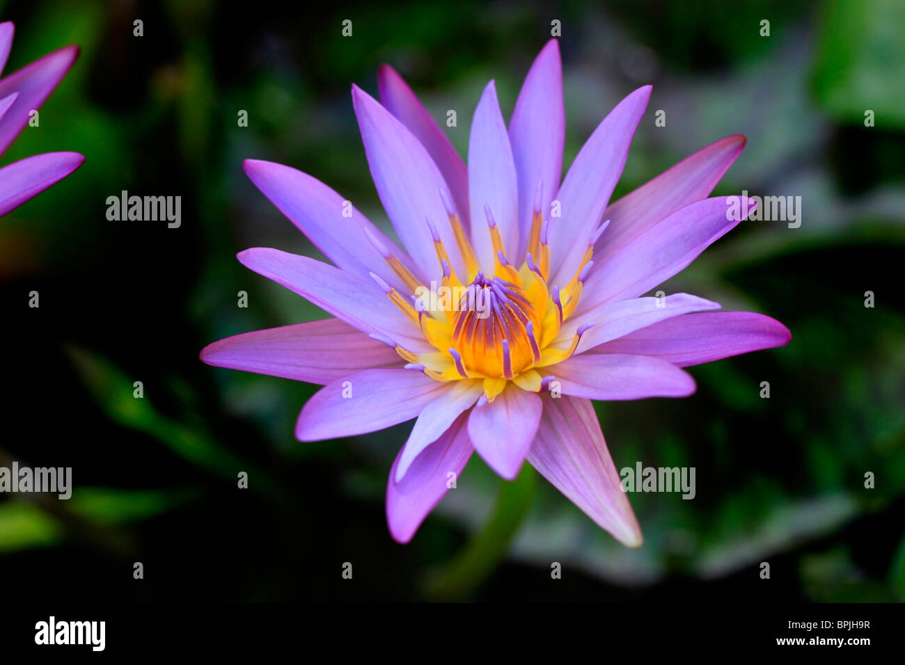 Water Lily, Hawaii Stock Photo - Alamy