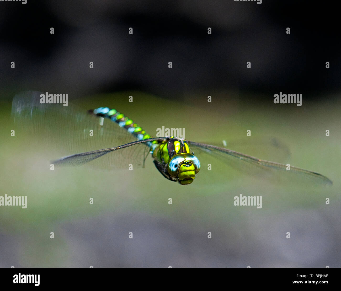 A male Southern Hawker dragonfly in flight over a pond in Oxfordshire ...