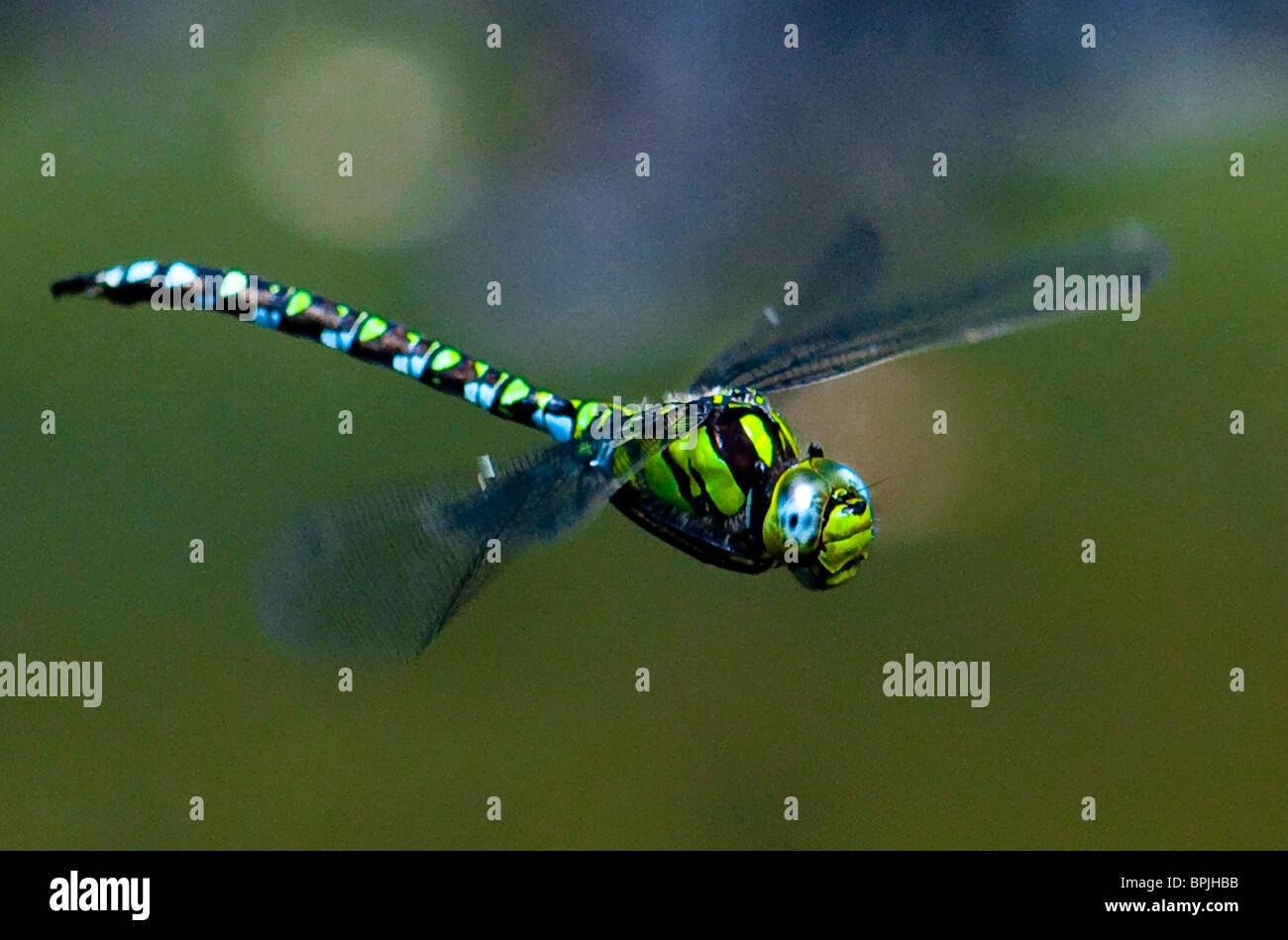 A male Southern Hawker dragonfly in flight over a pond in Oxfordshire ...