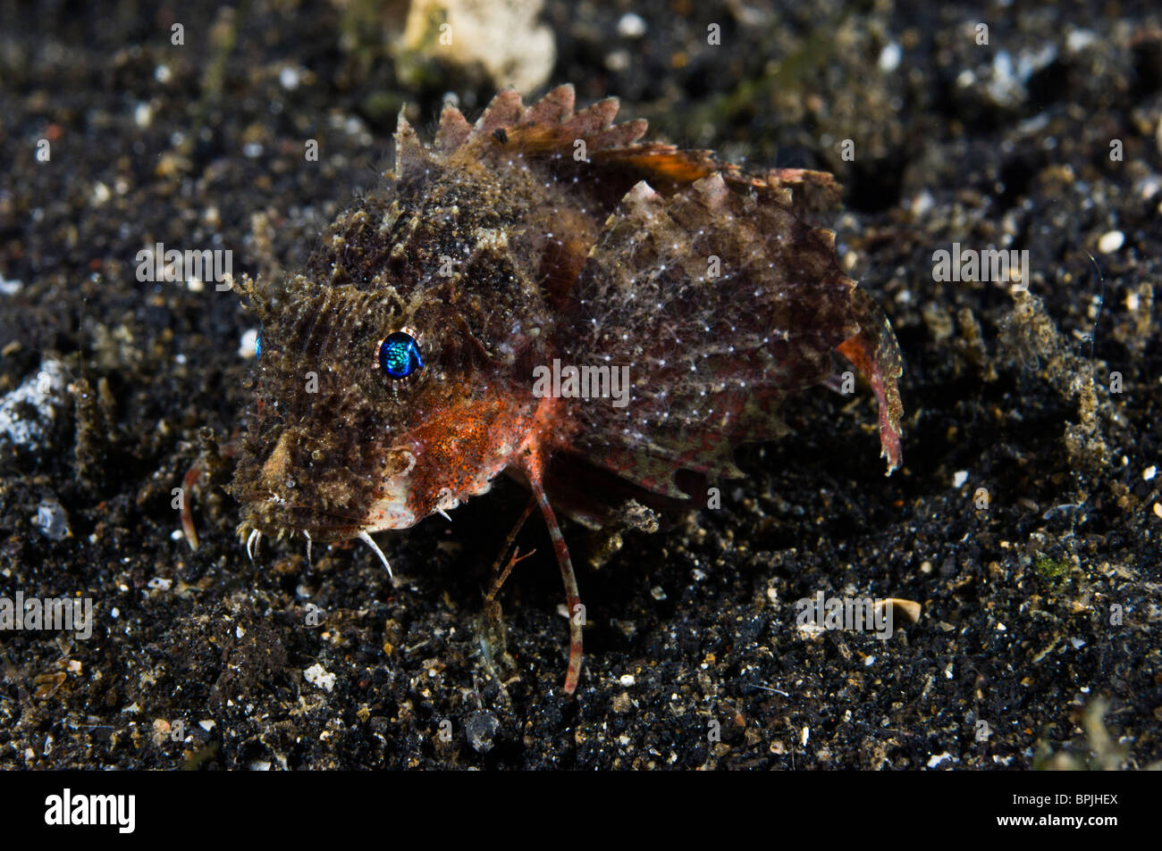 Painted stingfish, Lembeh Strait, Sulawesi, Indonesia Stock Photo - Alamy