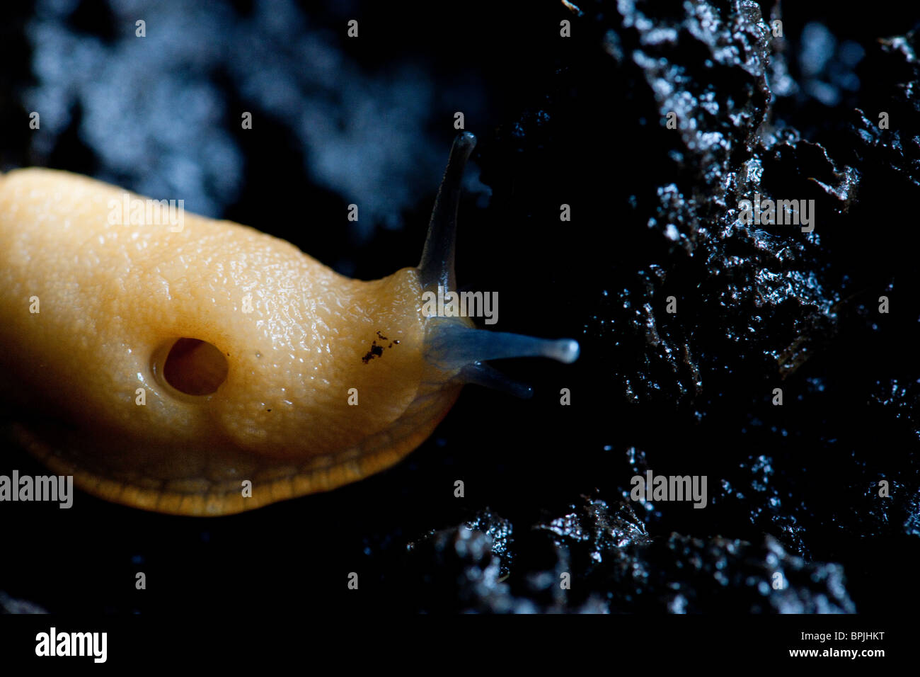 A white slug showing the breathing hole, called the pneumostome, and ...