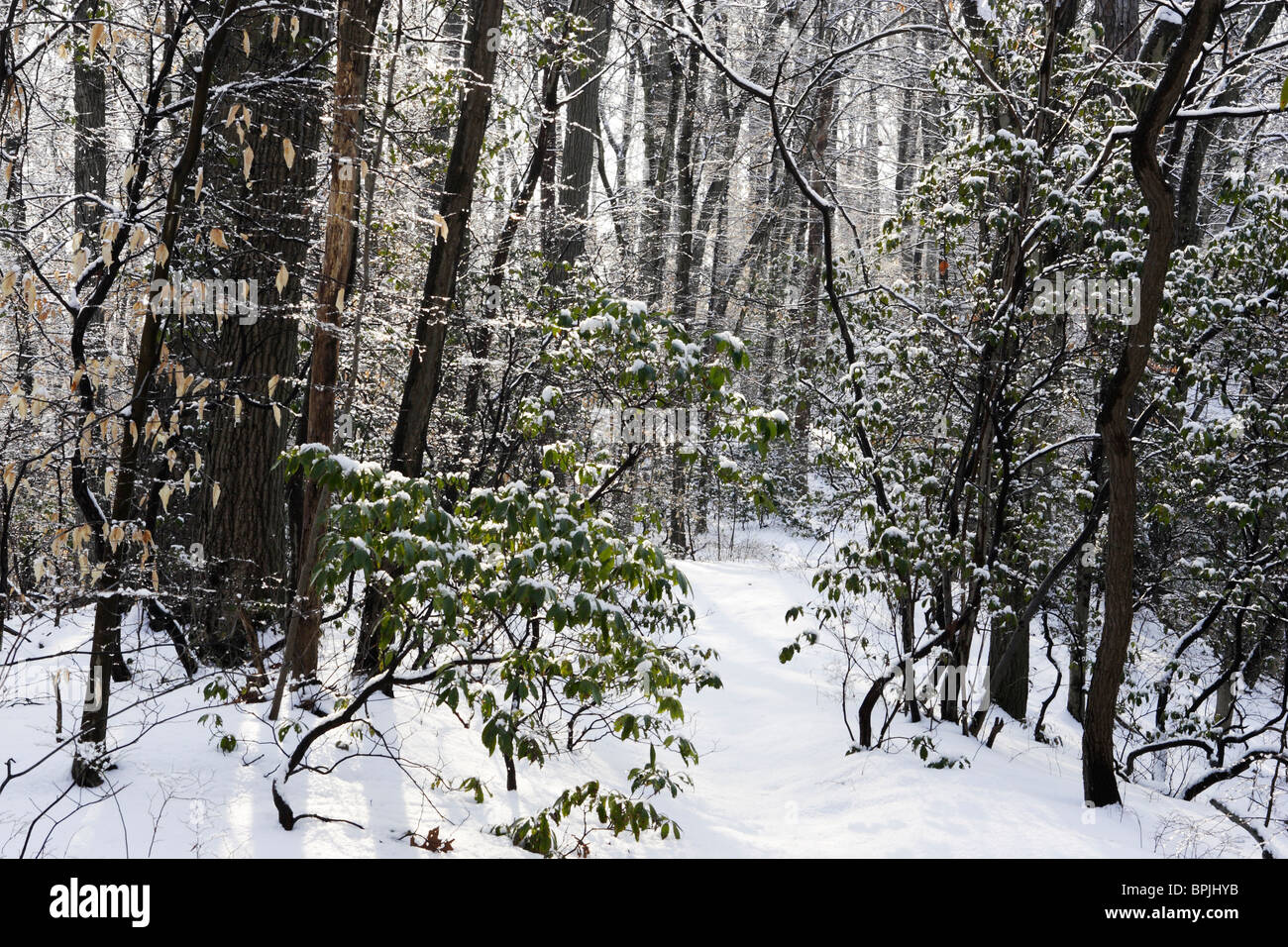 Fresh snowfall on trees and branches in a forest, Rock Creek Park, USA ...