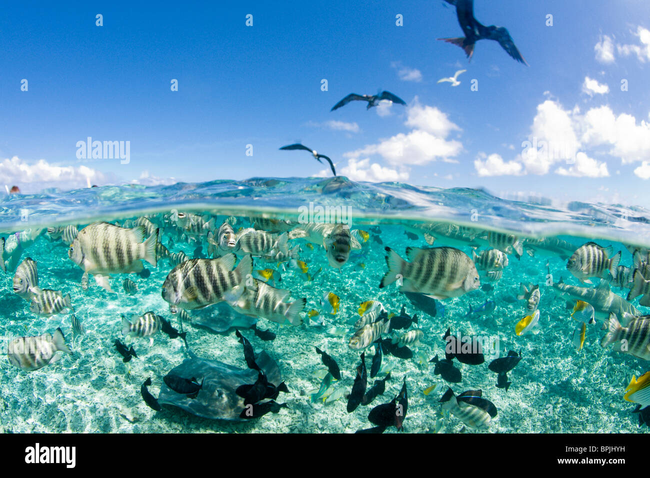 Tropical reef fish polynesia hi-res stock photography and images - Alamy