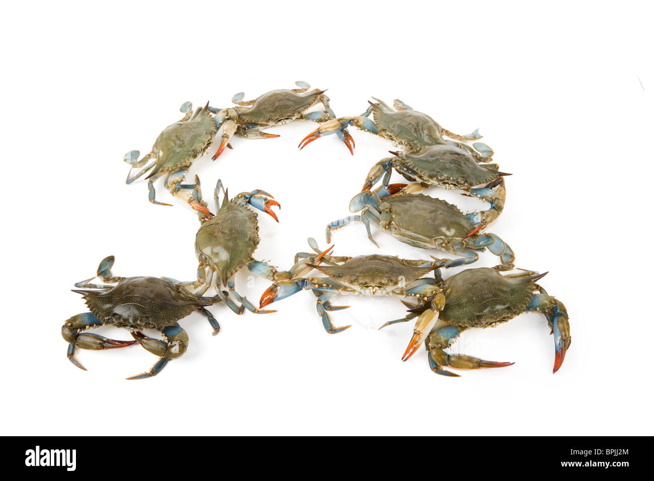 Blue Crab with white background Stock Photo - Alamy