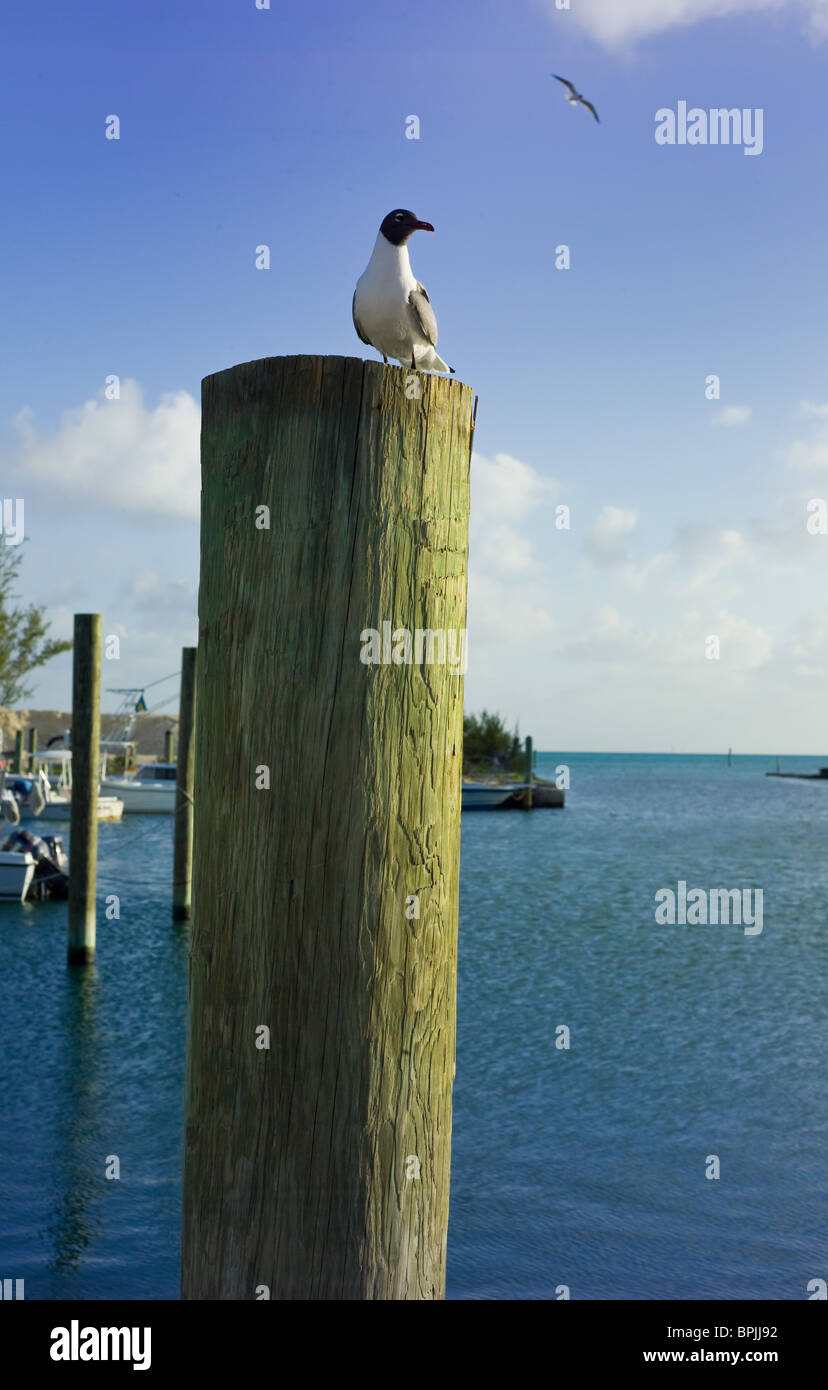 seagull on post at marina Stock Photo - Alamy